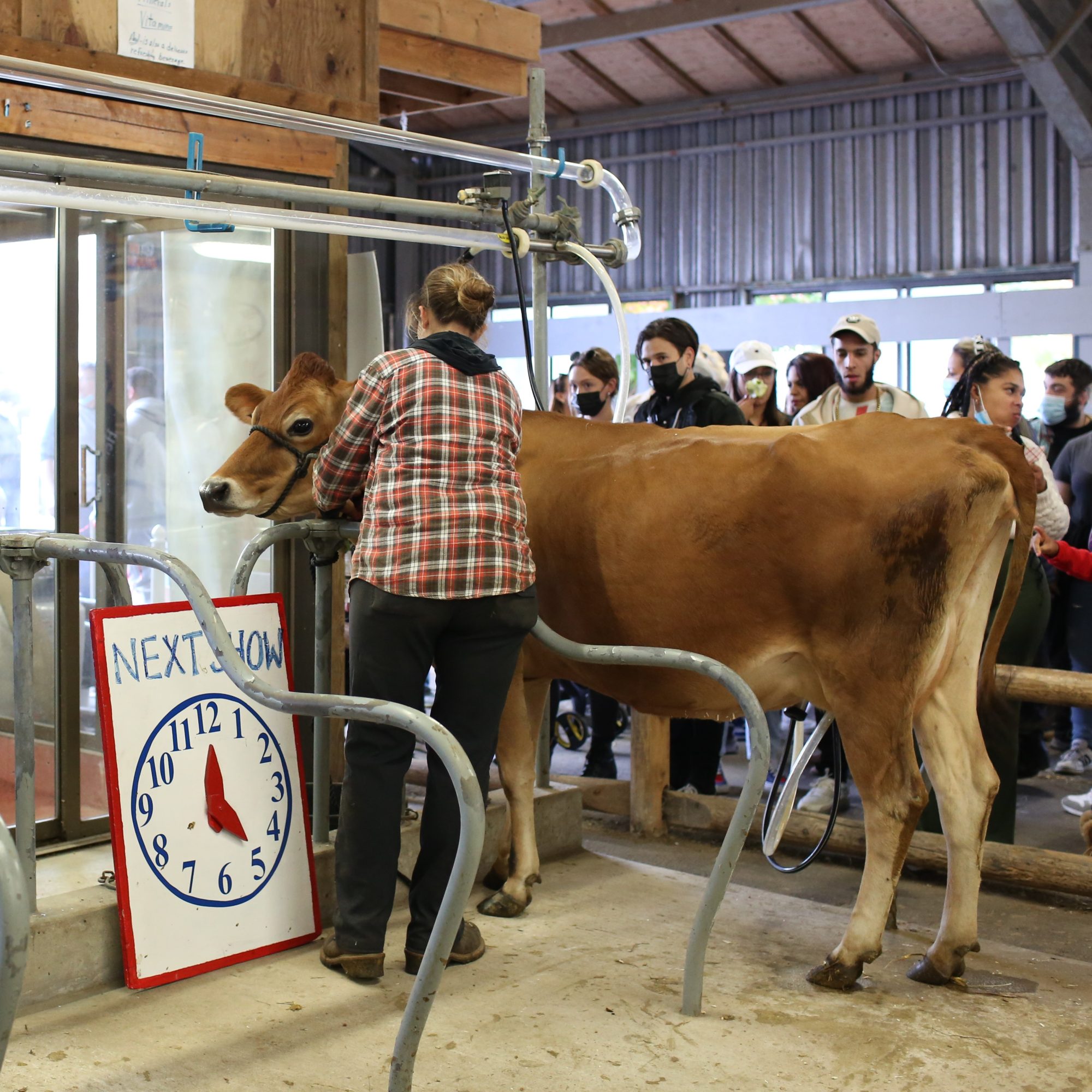 Milking Demonstrations - Topsfield Fair - 2023