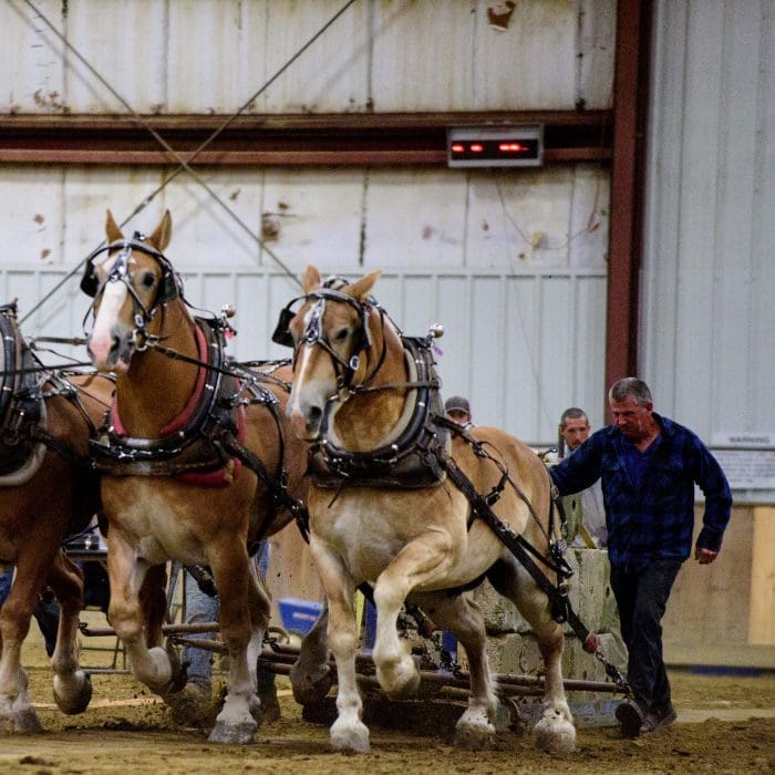 Horse Pulling - 3400 lbs. and under 12' - Topsfield Fair - 2021