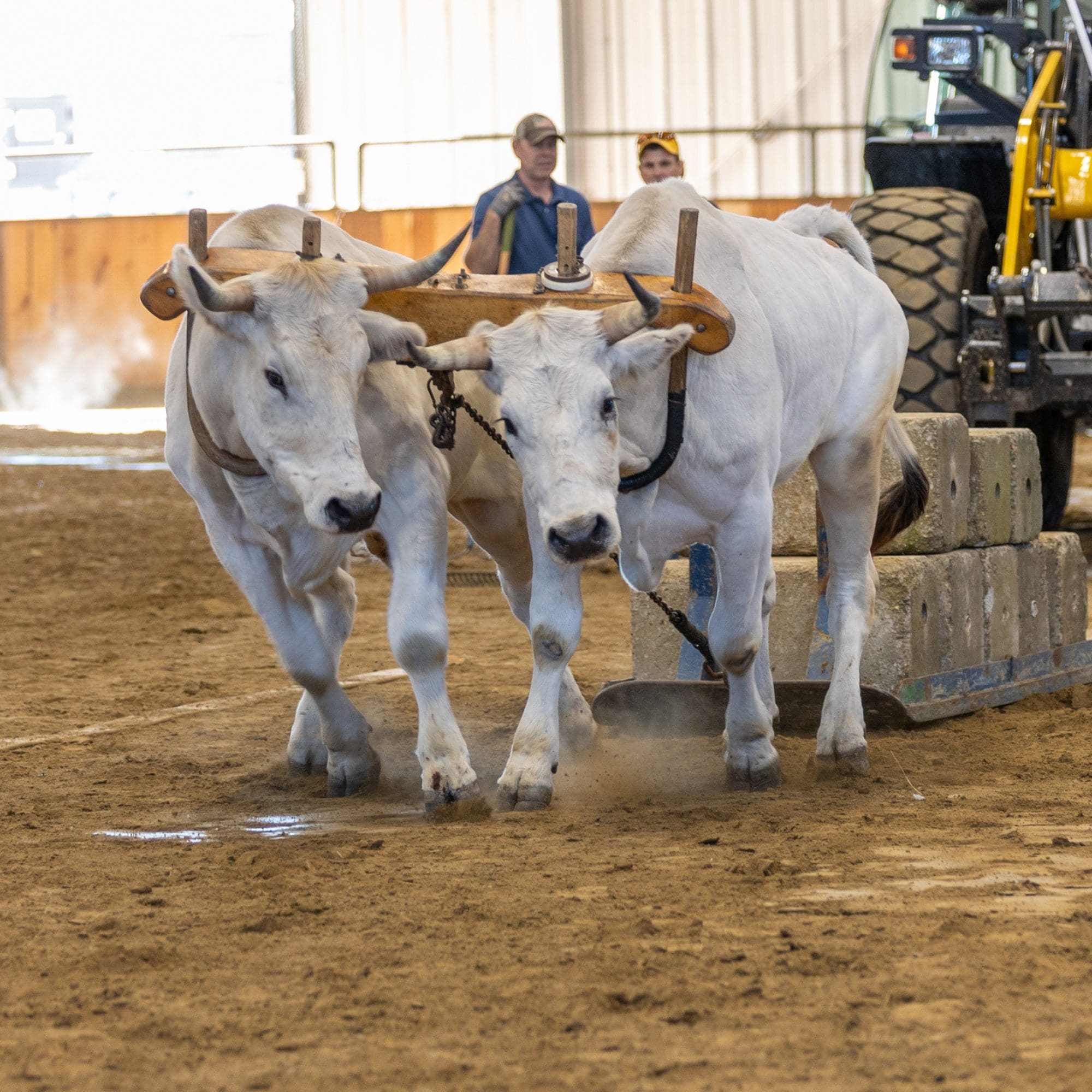 Oxen Pulling - 2900 lbs. - Topsfield Fair - 2026