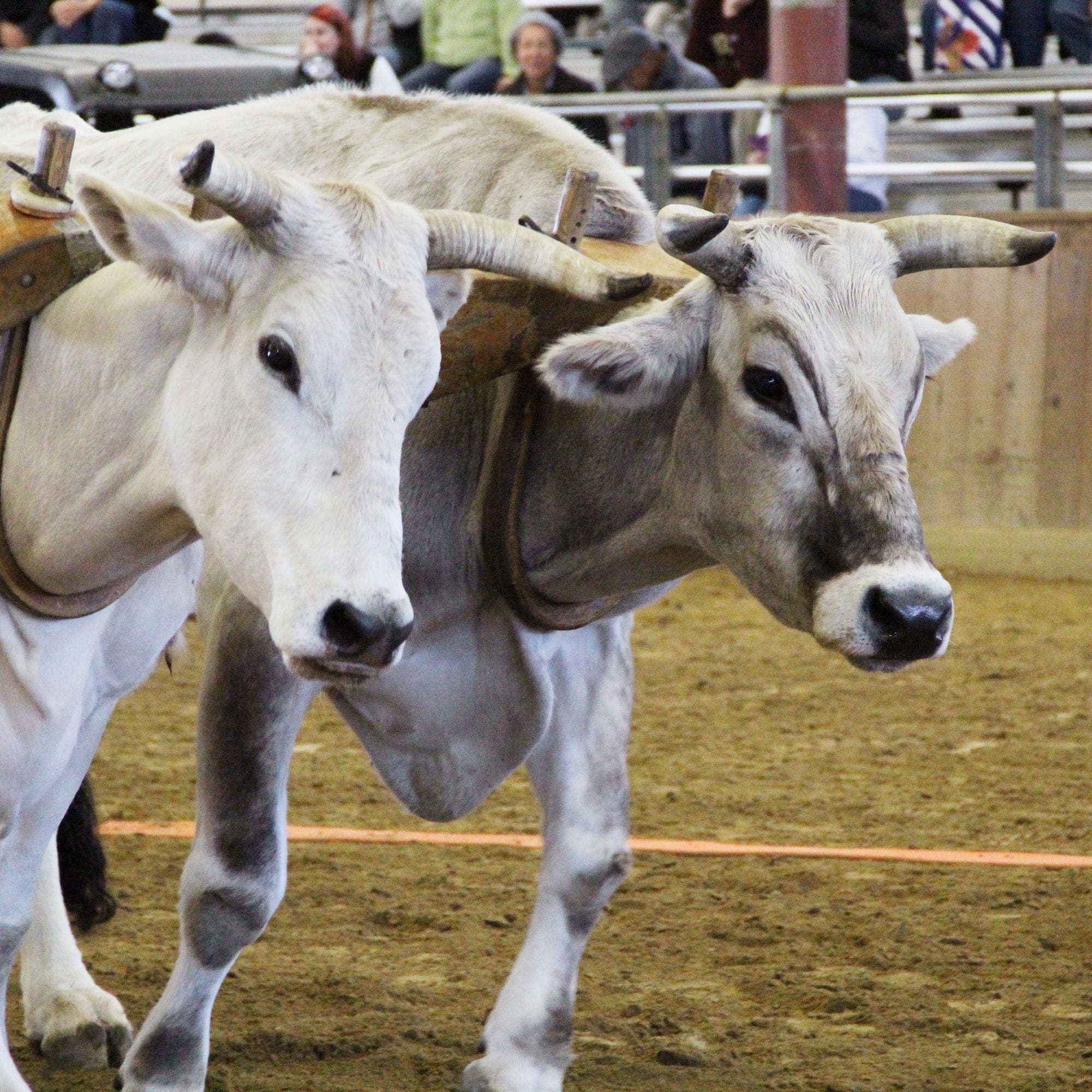 Oxen Pulling - Free-for-All - Topsfield Fair - 2019