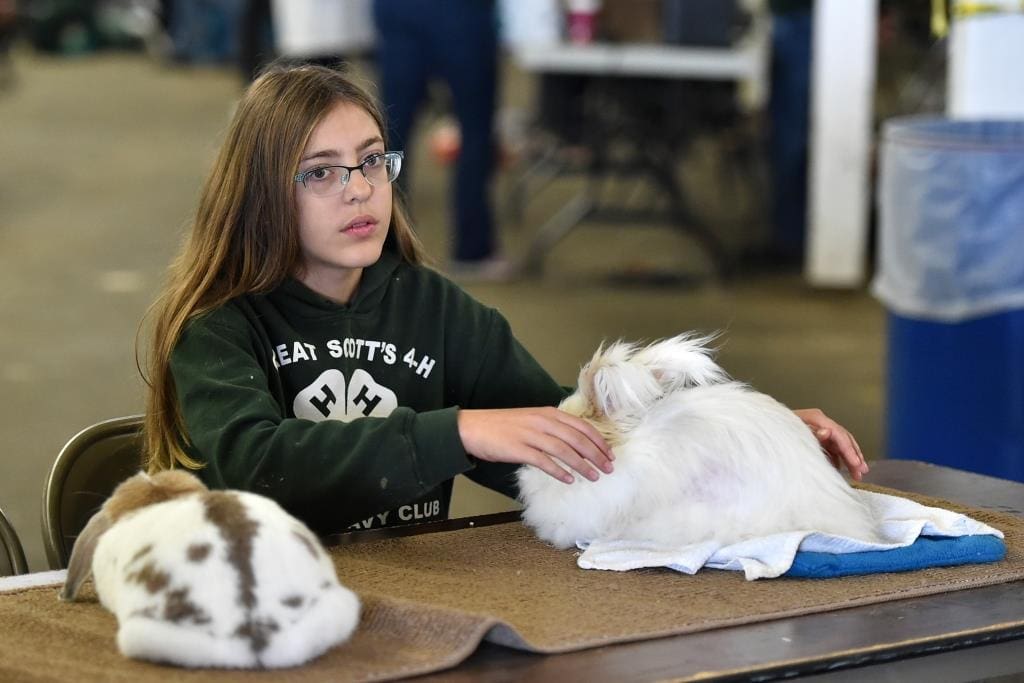 4-H Rabbit & Cavy Showmanship - Topsfield Fair - 2023