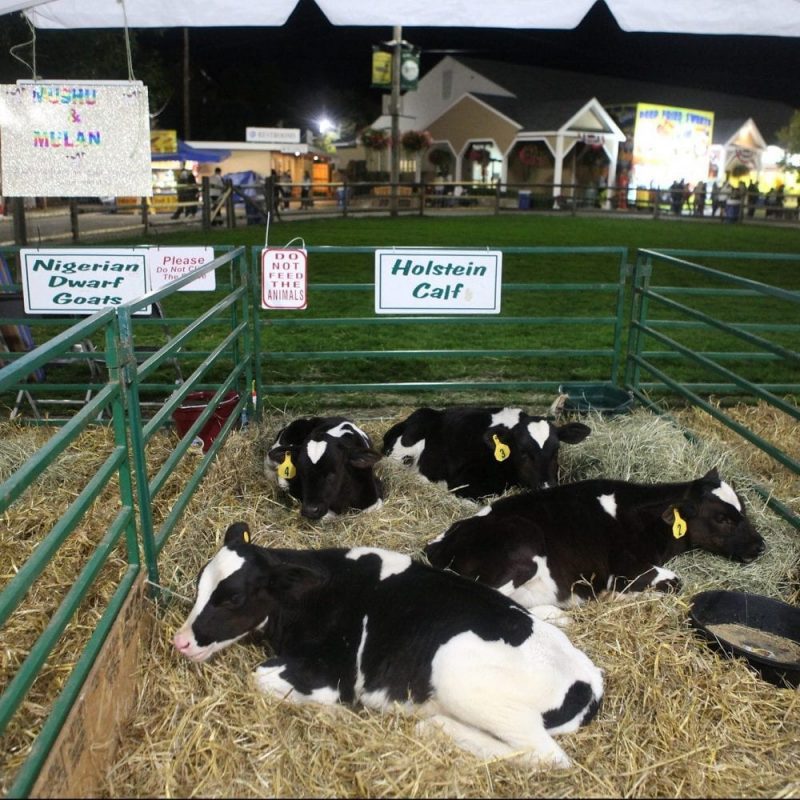 Animals - Topsfield Fair - 2023