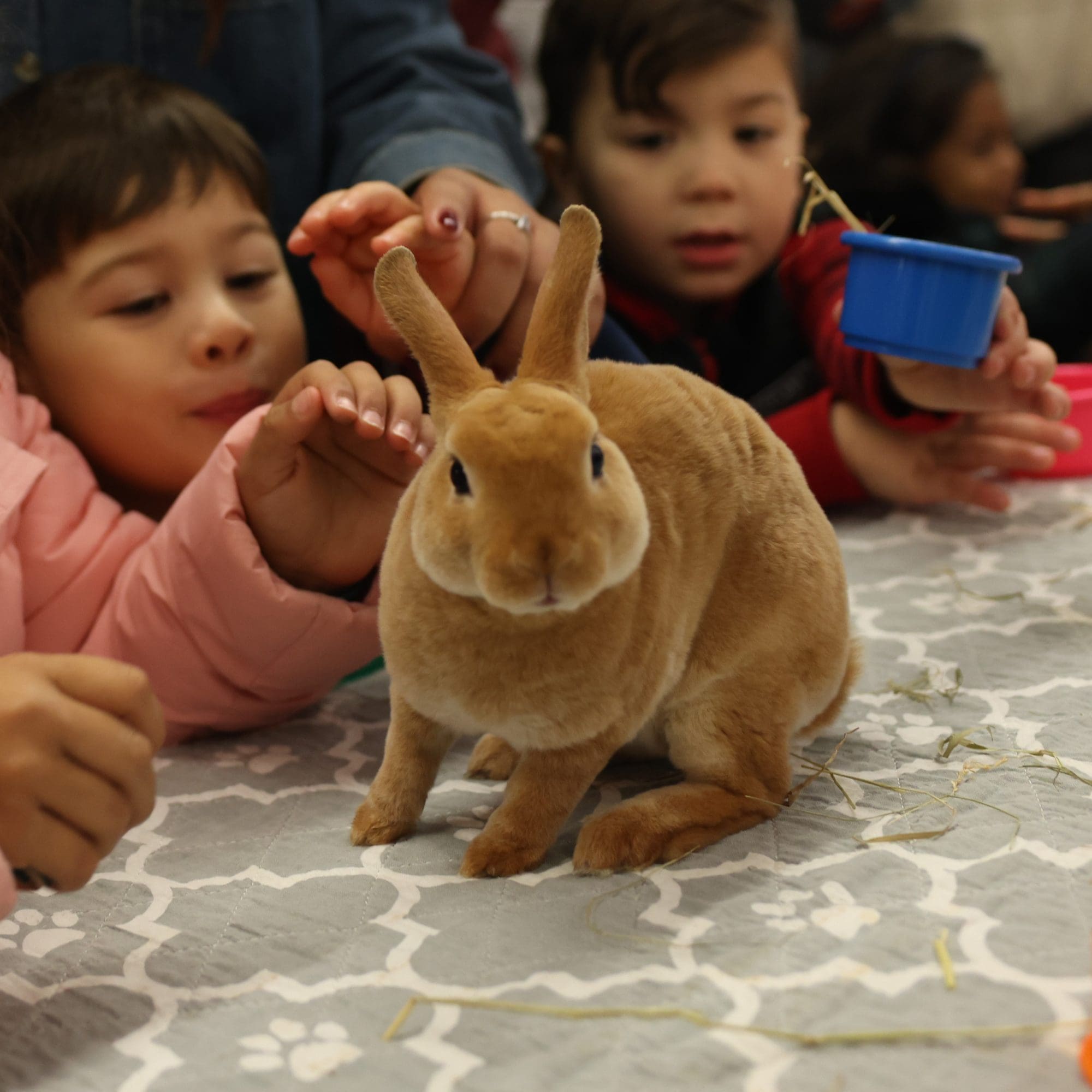 ECRCBA Rabbit & Cavy Show - Topsfield Fair - 2026