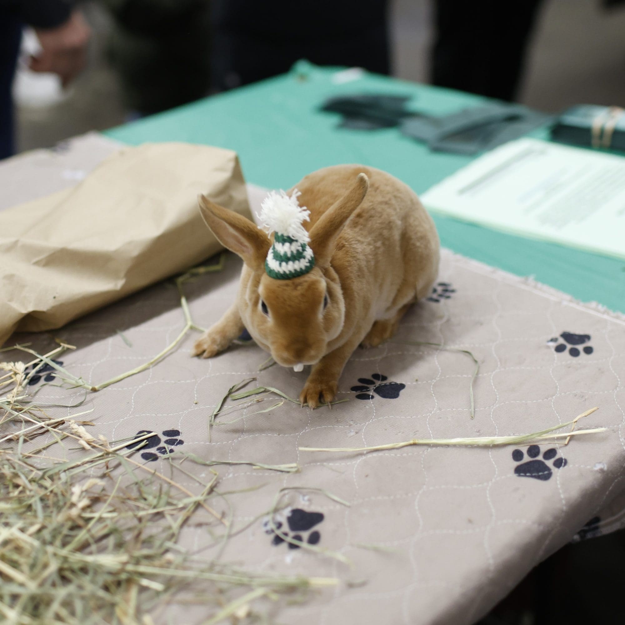 4-H/ECRCBA Rabbit & Cavy Information Table - Topsfield Fair - 2025